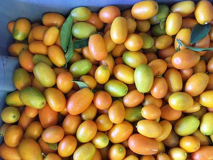 Tiny golden kumquats piled high like citrus treasure, each one a little flavor bomb waiting to detonate on your tongue in the best way.