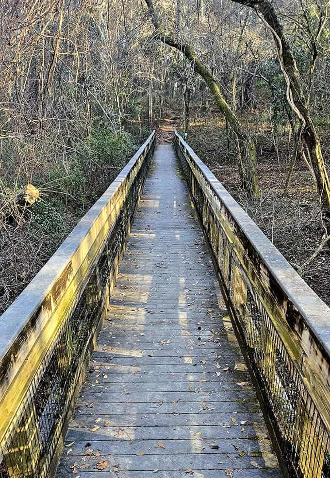 This boardwalk keeps your feet dry while giving you front-row seats to Florida's wetland ecosystems and their surprisingly photogenic residents.