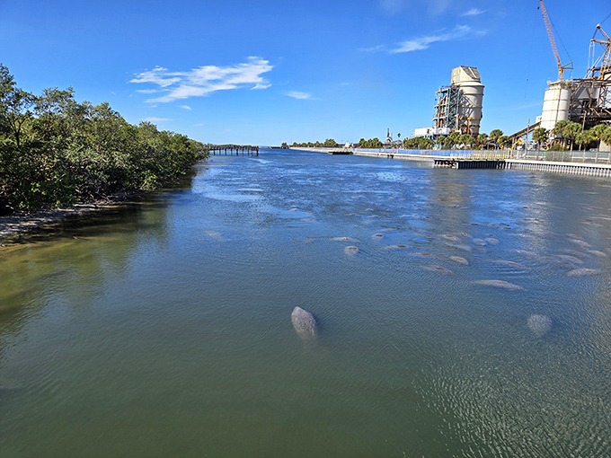 Industrial backdrop meets natural wonder as manatees glide past the power plant, an unlikely but perfect symbiosis of progress and preservation.