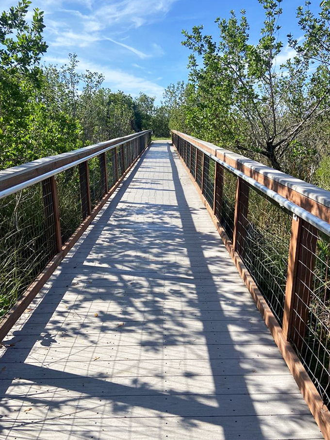 This boardwalk leads you straight into the heart of the mangrove forest, where the trees have better root systems than most gyms have cable machines.