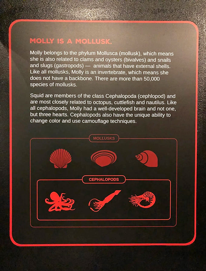 Detailed information panels explain how mollusks and cephalopods differ, settling family debates you didn't know you'd have.