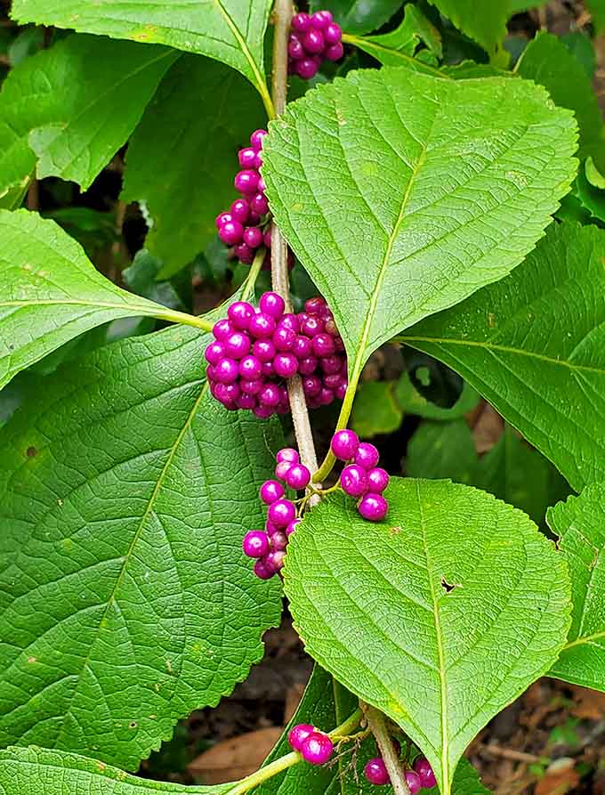 Even the berries here look like they're trying to win a beauty contest, adding pops of color to the green landscape.