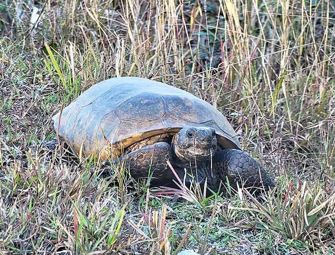 Meet the locals, these gopher tortoises have been perfecting the art of slow living long before it became trendy.