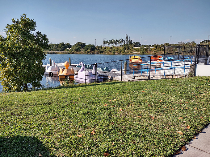 Swan boats aren't just for Instagram &ndash; they're your ticket to exploring the park's tranquil waters while getting a surprisingly decent leg workout.