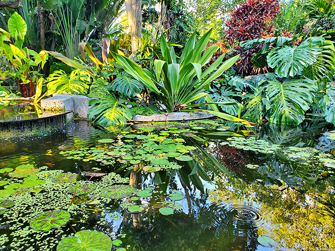 Lily pads create perfect circles on the reflective pond surface, where koi fish dart beneath and tropical plants create a serene waterside tableau.