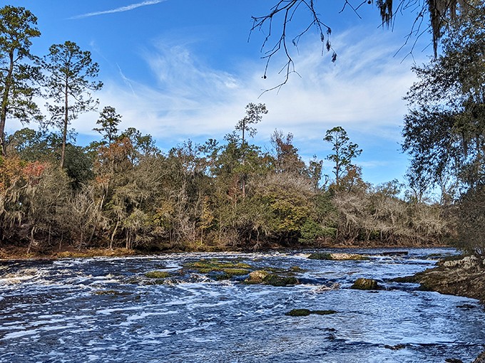 The Suwannee's coffee-colored waters carve through ancient limestone, creating a landscape that feels more Appalachian than Floridian.