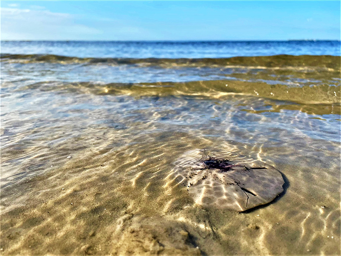 Gentle waves caress the sandy shore, creating ripples that look like nature's own fingerprint on this pristine beach.
