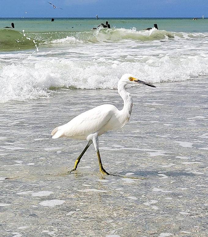 "Excuse me, this is MY fishing spot!" A snowy egret struts confidently through the shallows, nature's most elegant beachcomber.