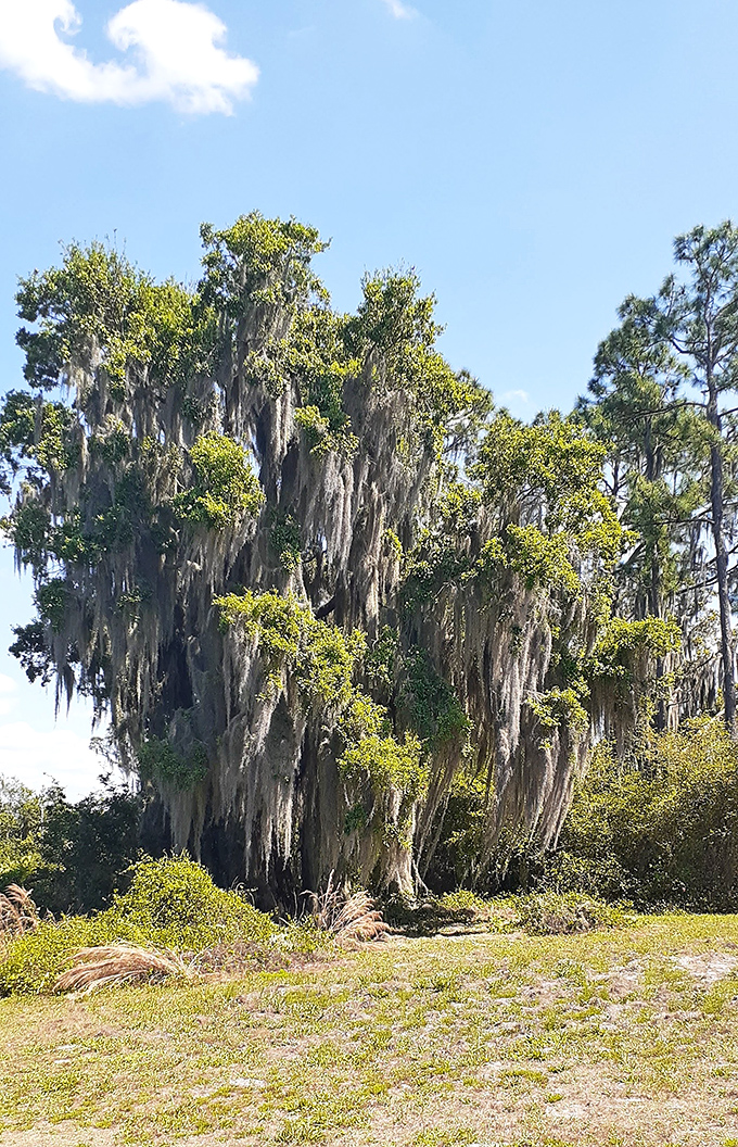 6. spanish moss