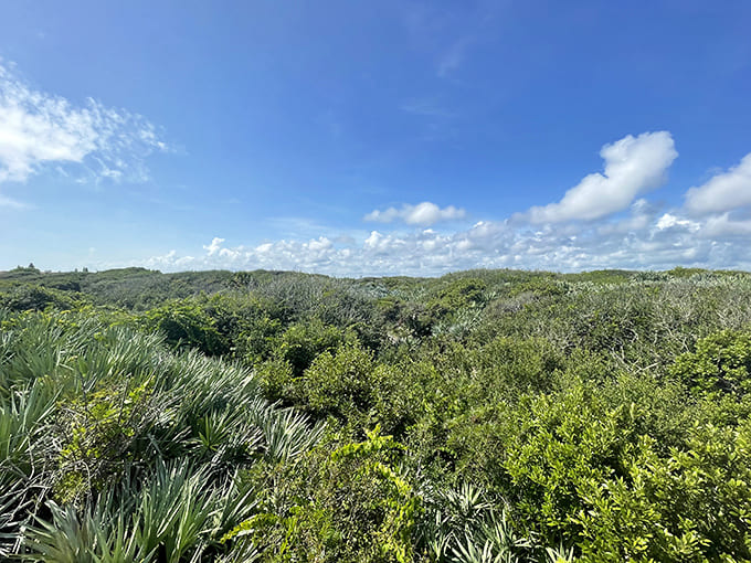 From up here, that sea of palmettos looks like nature's own shag carpet, vintage 1000 AD edition.