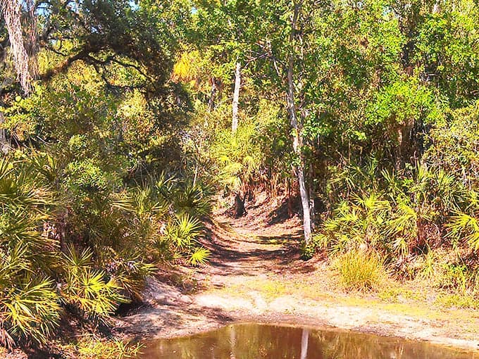 Nature trails wind through native Florida vegetation, demonstrating that sustainable development and natural habitat can absolutely coexist harmoniously together.