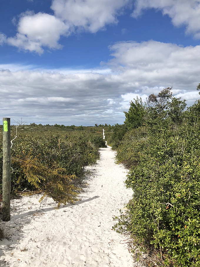 Sandy pathways cut through scrub habitat like nature's welcome mat, inviting hikers to discover Florida's surprising biodiversity with every step.