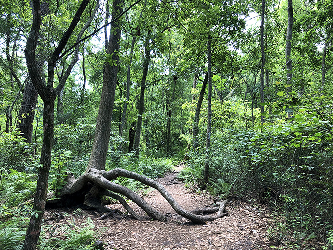 Nature's obstacle course or artistic statement? This fallen tree creates a perfect arch that seems deliberately placed by a woodland designer.