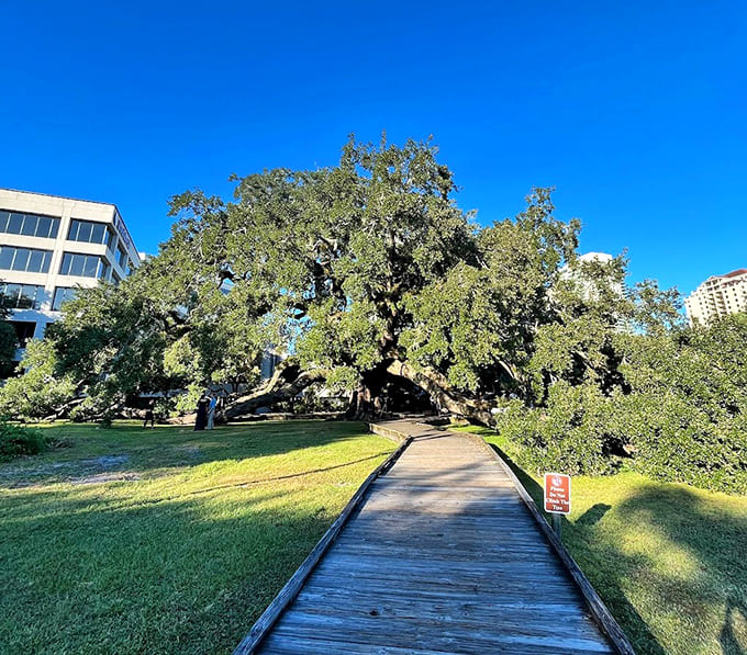 The boardwalk protects the roots while giving you front-row seats to centuries of natural history unfolding.