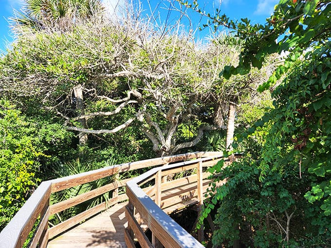 The boardwalk winds through coastal vegetation like a wooden ribbon, making the climb to history both easy and impossibly photogenic for nature lovers.