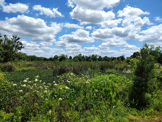Beyond the springs, wetlands stretch toward the horizon, their seemingly simple beauty hiding complex ecosystems that support countless species.