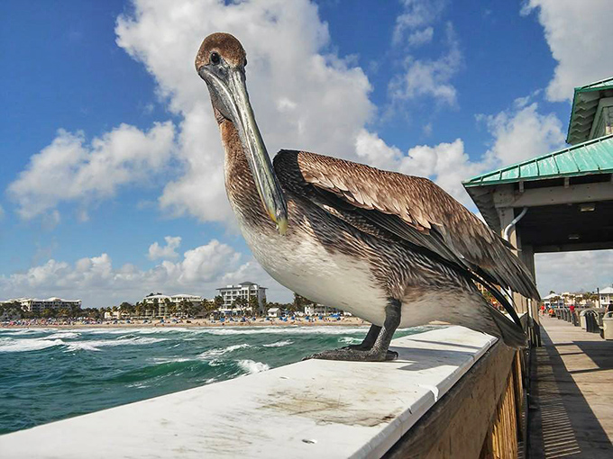 This pelican has mastered the art of pier posing, clearly understanding he's the true star of Deerfield Beach's wildlife scene.