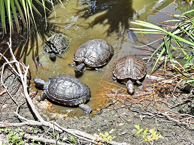 Turtle traffic jam! These shelled sunbathers stack themselves like prehistoric pancakes, competing for prime basking real estate.