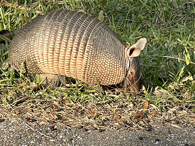 An armadillo on patrol &ndash; nature's little tank, wandering through the grass like it's checking IDs at an exclusive beach club.