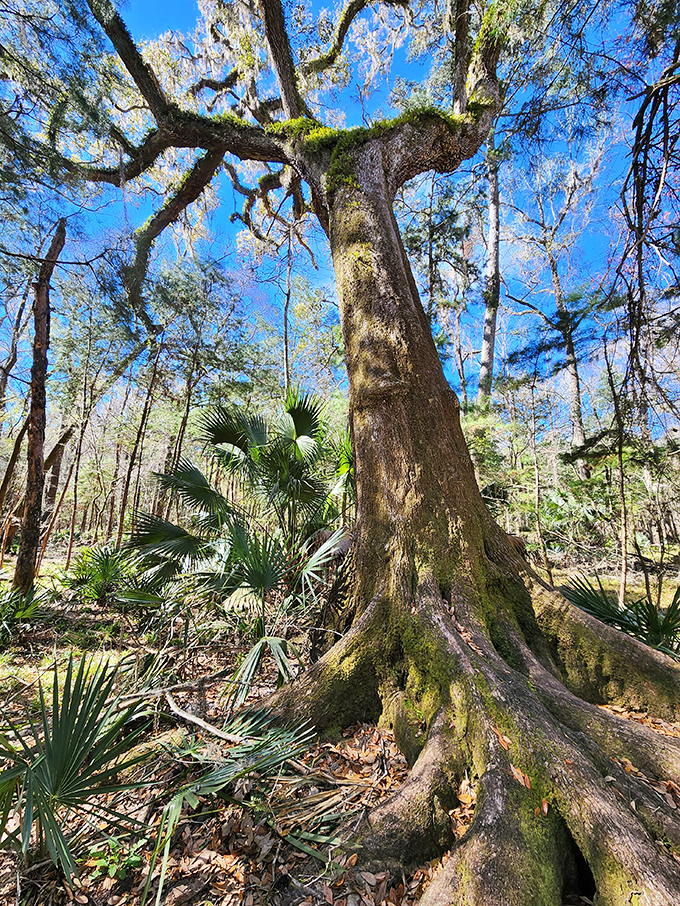 This magnificent oak has witnessed centuries of Florida history, its massive roots anchoring stories of the past.