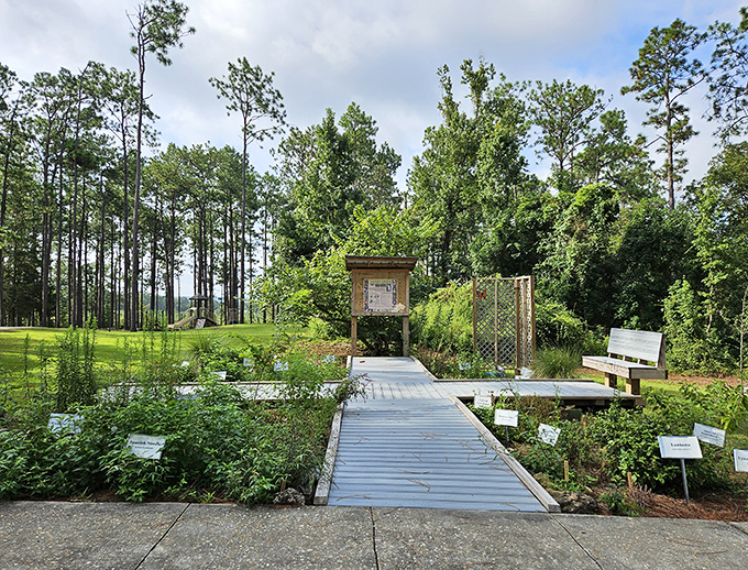The park's botanical garden showcases native Florida plants that attract butterflies and birds, creating a living kaleidoscope of color and movement.