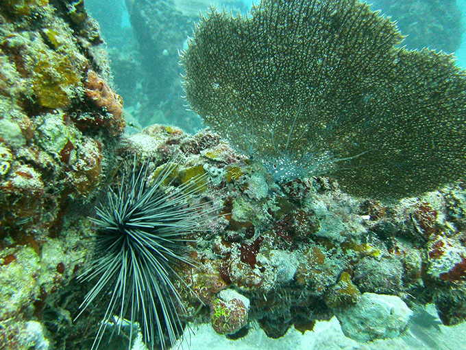 Nature's interior decorators have been busy here&mdash;sea urchins and fan corals transform concrete into living art more impressive than any museum installation.