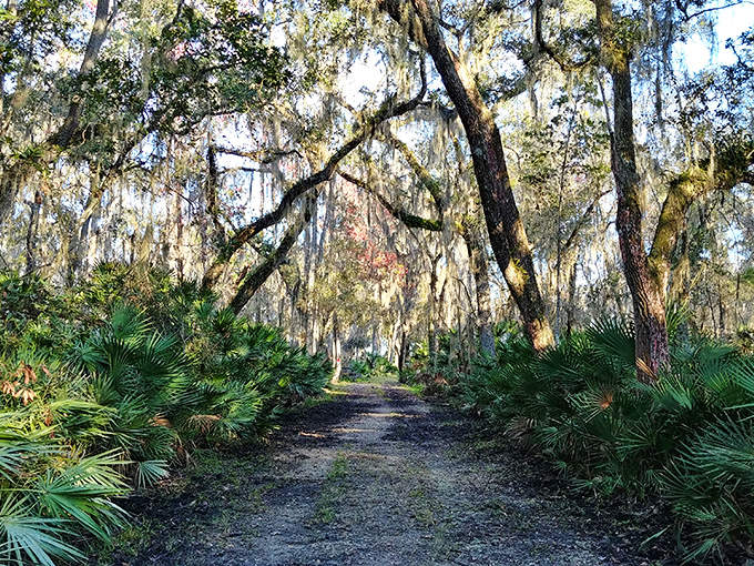 Spanish moss creates a natural archway along this trail, like walking through a corridor of time into old Florida.