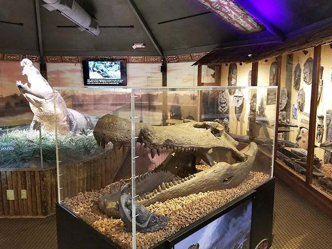 The museum section features impressive fossil displays, reminding visitors that today's alligators are merely the smaller descendants of truly massive prehistoric ancestors.