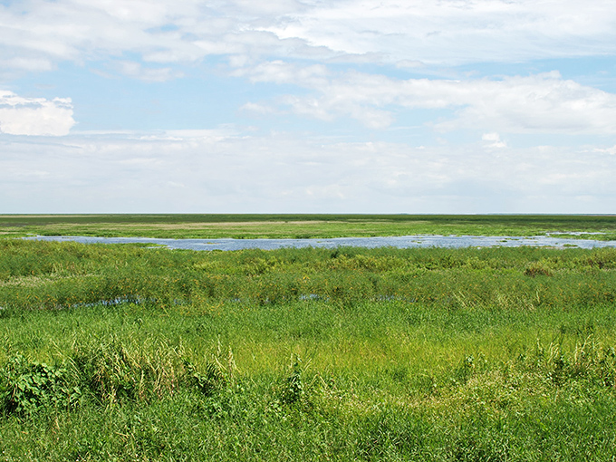 Mother Nature's carpet: lush grasses stretch toward the horizon, proving Florida's beauty isn't limited to beaches.