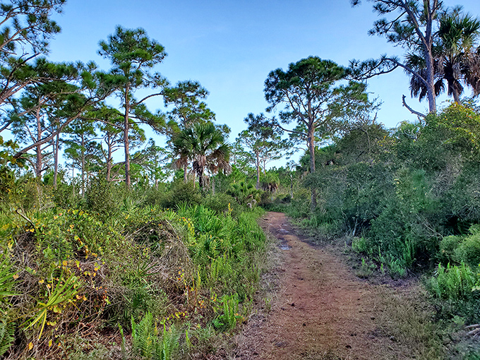 Florida's wild side: A natural hiking trail cuts through pine flatwoods, offering glimpses of the island's diverse ecosystem away from the shore.