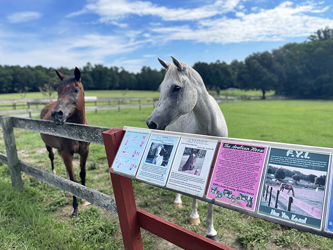 Educational displays tell the stories of the farm's residents, many of whom had remarkable careers before their well-deserved retirement.