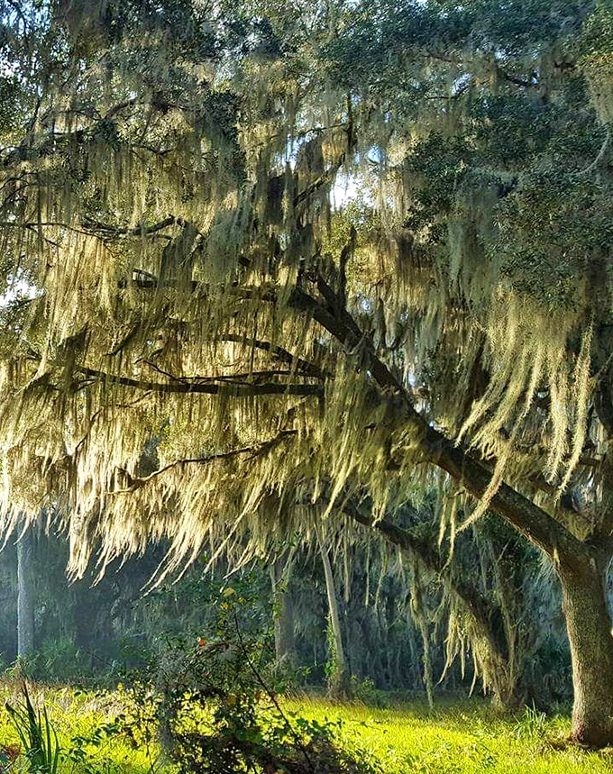 Nature's own decorative tinsel, Spanish moss transforms ordinary trees into magical beings that seem to whisper old Florida secrets.