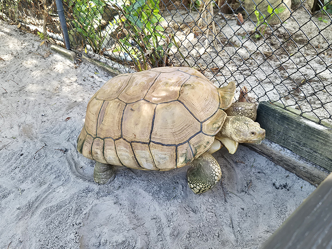 This tortoise has the unhurried demeanor of someone who knows they'll outlive us all &ndash; slow, steady, and completely unbothered.