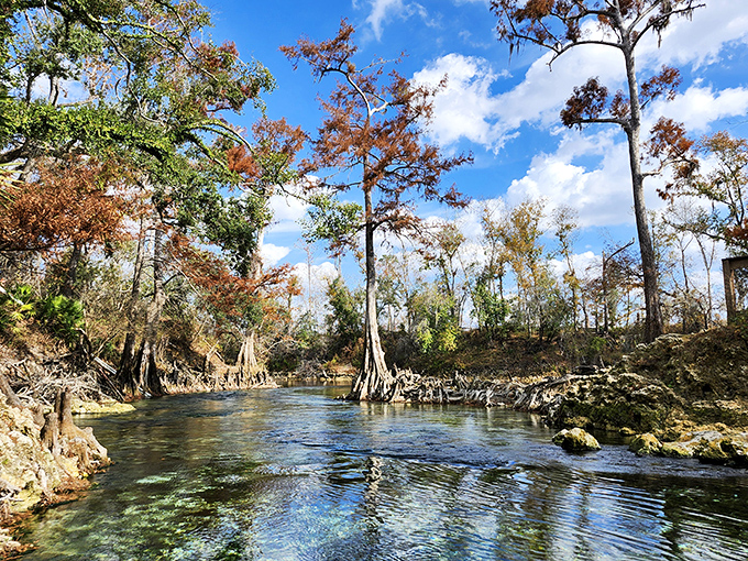 These trees have been watching over swimmers since before your grandparents were even a twinkle.