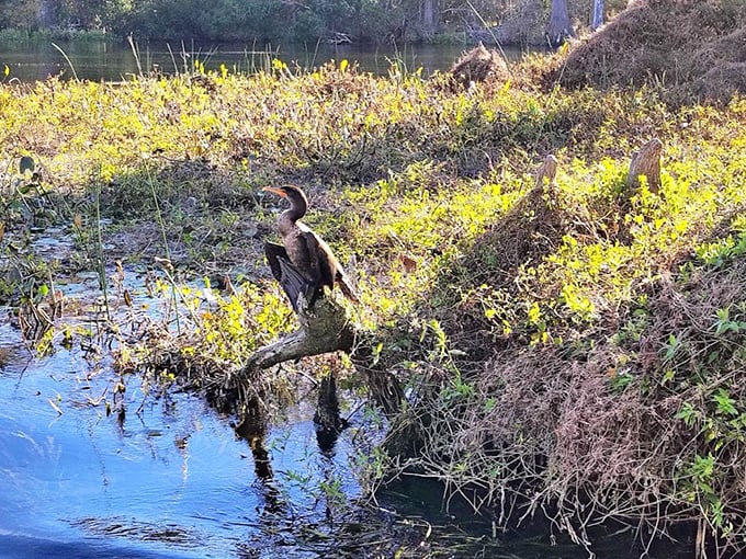 Wildlife watching here isn't a maybe &ndash; it's a guarantee. This cormorant seems to be practicing its pose for next year's Florida wildlife calendar.