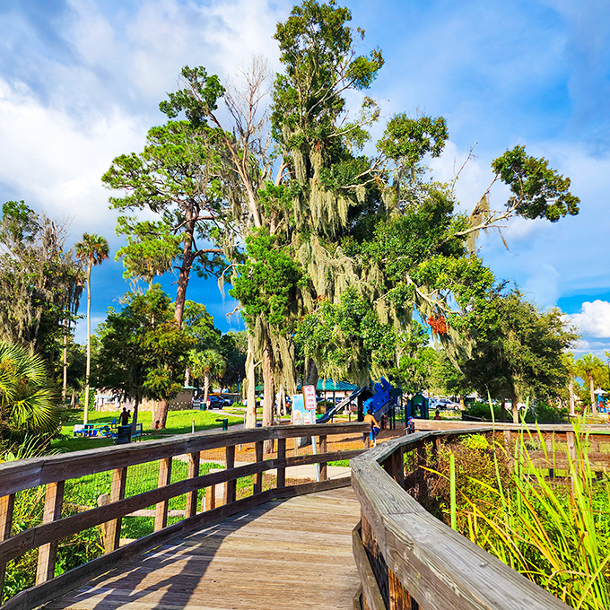 The wooden boardwalk winds through Spanish moss-draped trees, offering scenic views without getting your feet wet.