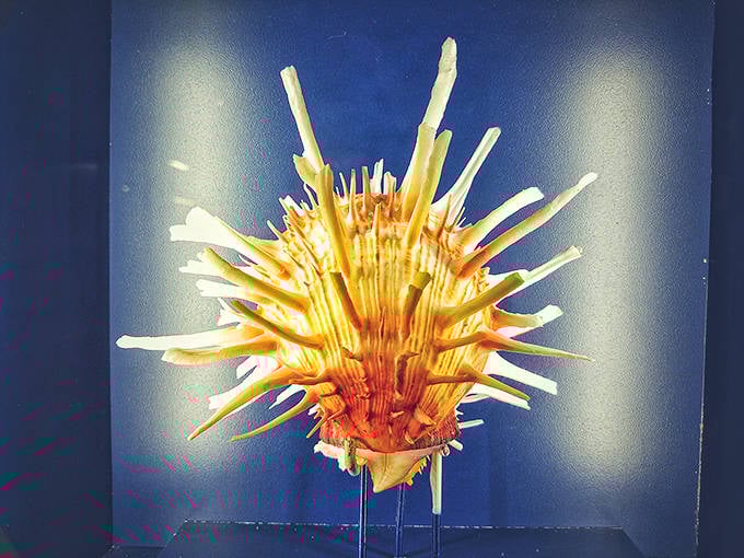 The thorny oyster shell explodes with spikes and vibrant orange hues &ndash; proof that even underwater, some residents dress to impress.