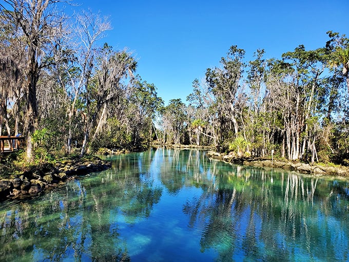 Manatees find sanctuary in the crystal-clear springs of the Wildlife Refuge, where the water's clarity reveals underwater magic.