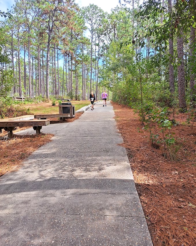 Pine-lined paths at Falling Waters State Park lead visitors through a landscape dotted with sinkholes and natural Florida vegetation.