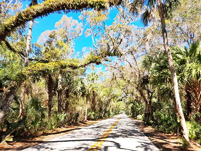 Sunlight dances through the oak canopy, creating a tunnel of green that feels like driving through nature's cathedral.