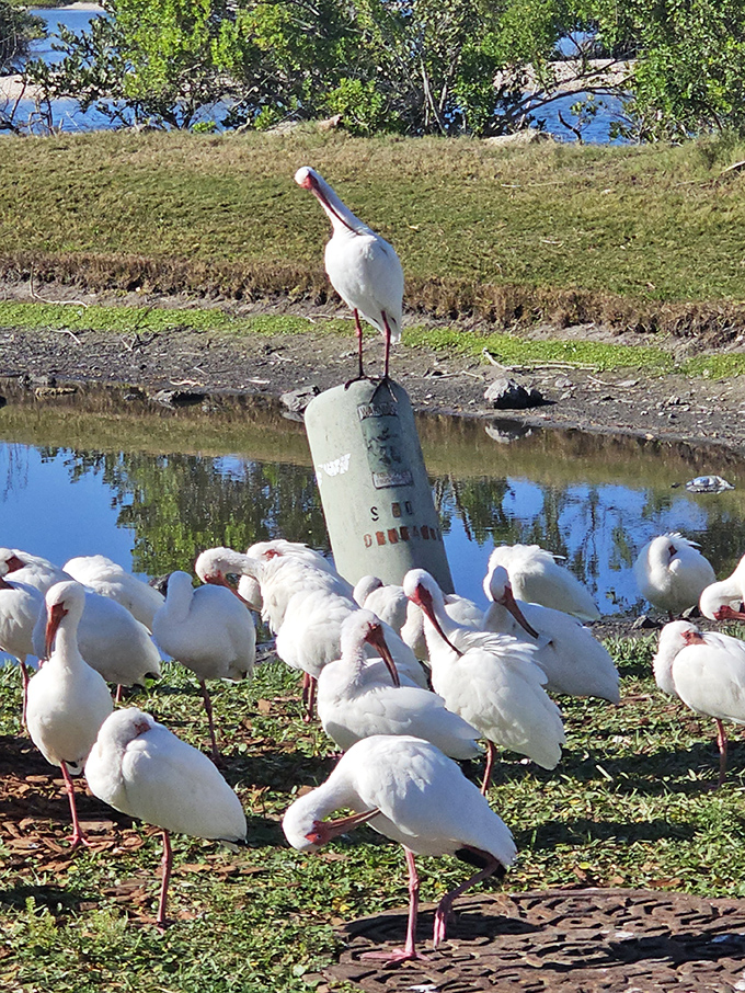 The ibis committee seems to be discussing important wetland matters, with the standing member clearly having the final word on fishing territory disputes.