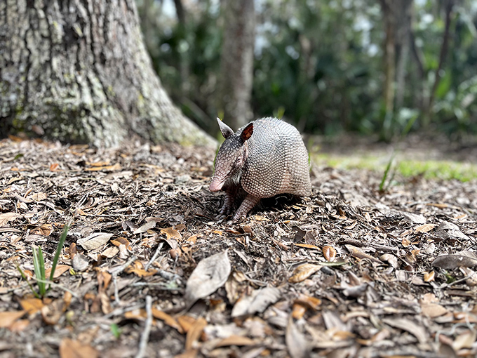 This armadillo doesn't care about your vacation plans &ndash; he's got important armadillo business to attend to right now.