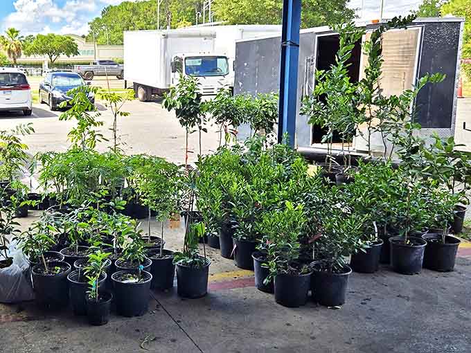 A nursery of green possibilities &ndash; where plant parents can adopt everything from easy-care succulents to high-maintenance tropical divas.