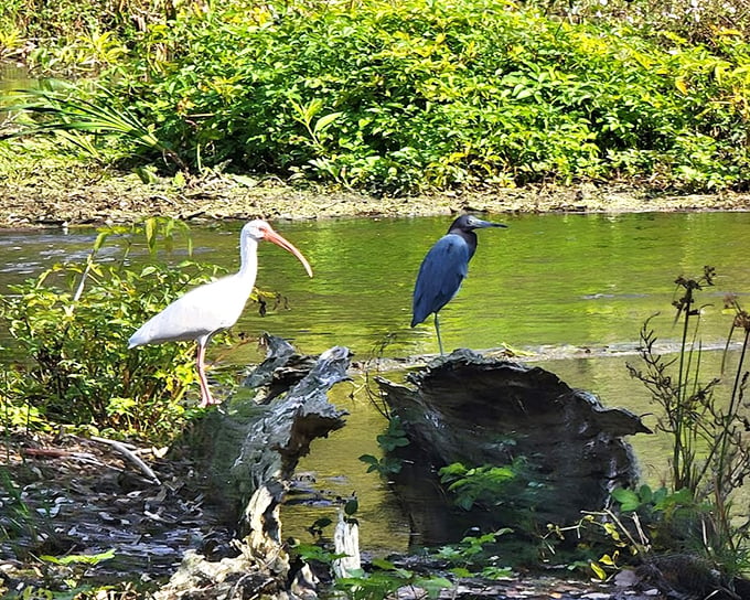 These birds aren't just coexisting &ndash; they're roommates with different cleaning schedules, sharing prime real estate on nature's waterfront property.