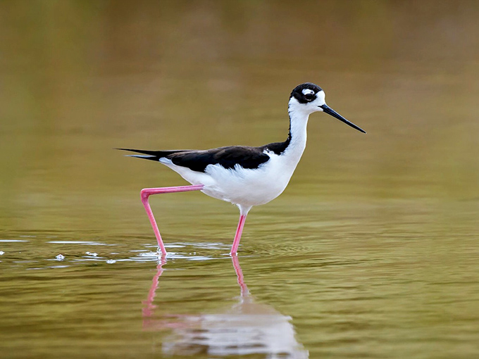 Black-necked Stilt: This fashionable bird struts through shallow waters on impossibly thin pink legs, like a supermodel who's excellent at fishing.