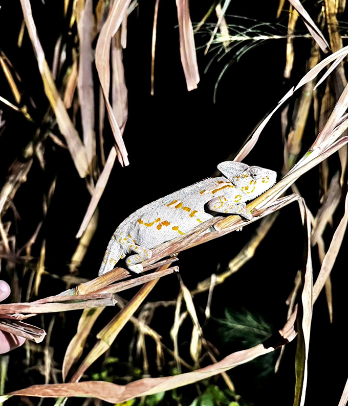 This chameleon demonstrates the art of stillness, its prehensile tail curled perfectly around dried grass &ndash; nature's master of disguise at work.