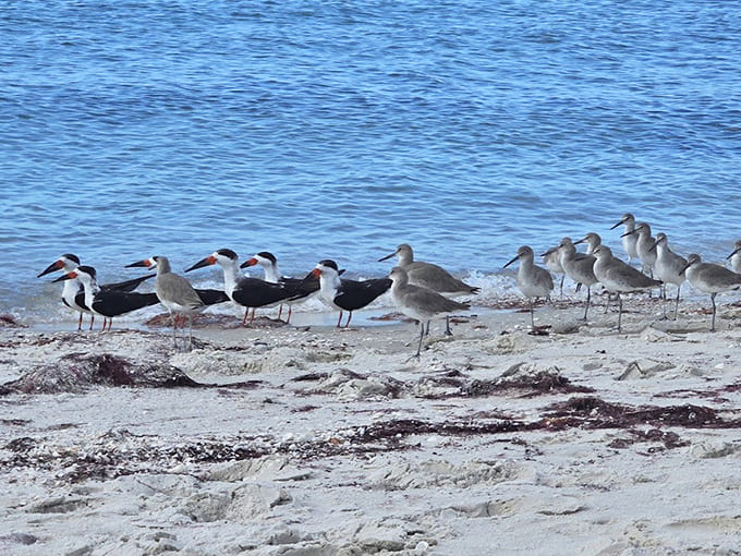 The local shorebirds gather for their daily meeting, probably discussing why humans insist on wearing shoes to the beach.