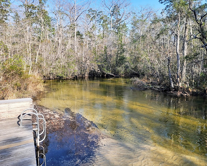 The creek reveals its amber secrets, its tea-colored waters flowing gently through centuries-old cypress knees and fallen timber.