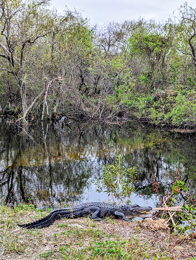 The original landlord of the Everglades takes a sunbath, reminding visitors that humans are merely temporary guests in this ancient kingdom.