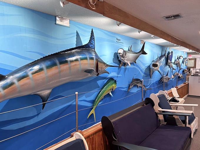 These mounted beauties represent the Gulf's bounty and the fishermen who pursued them with passion.